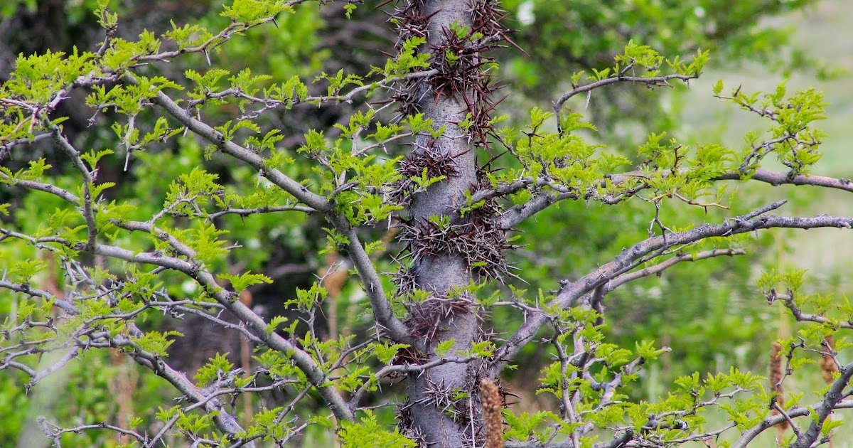 Thorny Trees