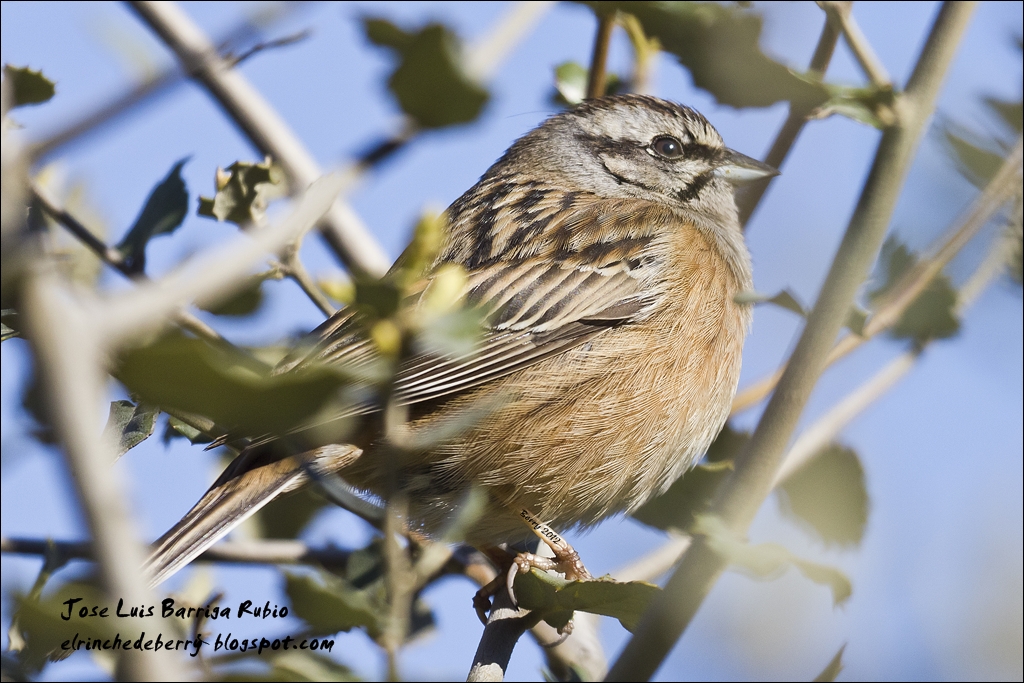 El Rinche de Berry : Fotos de Aves