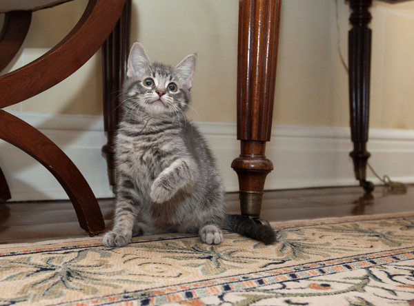 Catsparella: The Most Powerful Kitten in Canada