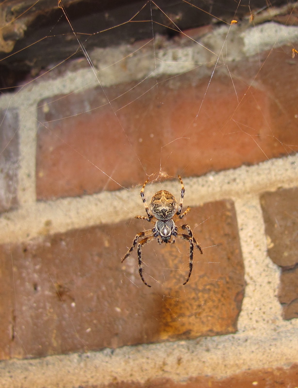 Bug Eric: Bridge Orbweaver (Gray Cross Spider)