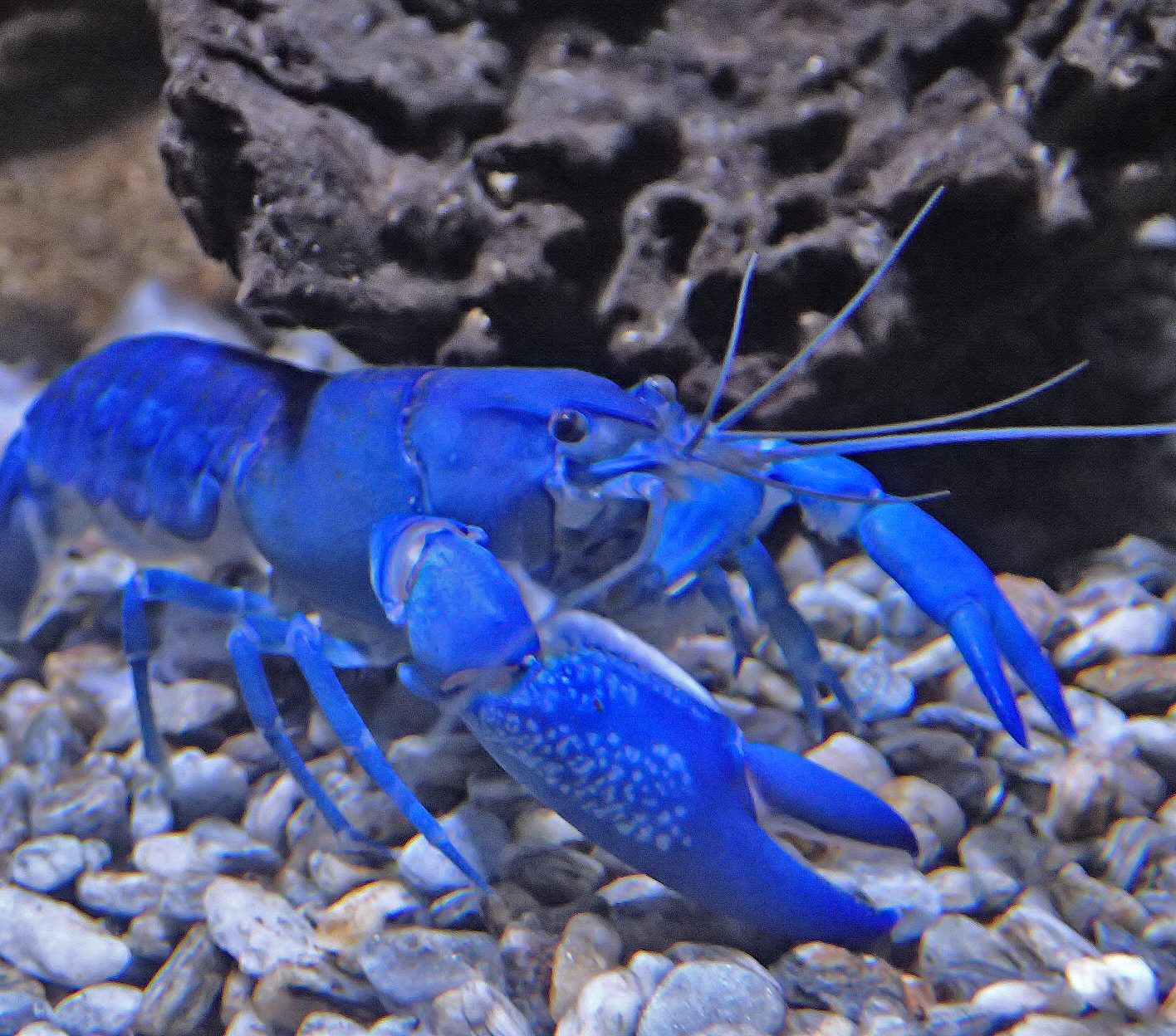 BunyipCo: The Cairns Aquarium-A Pleasant Way to Spend a Wet Sunday