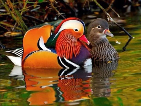 Hamparan Seni: Itik Mandarin