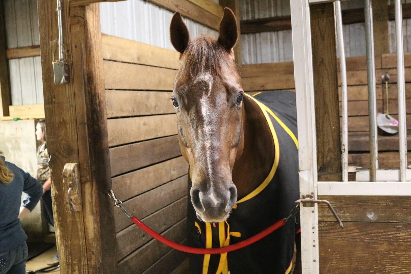 Friends at the Woods: Meet the Horses in the Western Barn