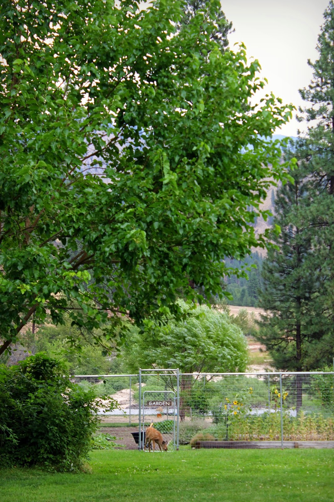 Polly Bemis Ranch - CNN Times IDN