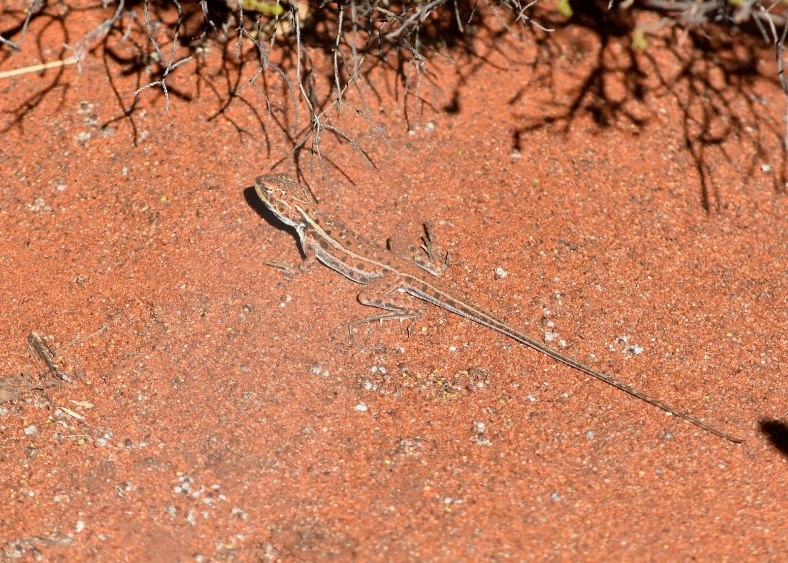 9001 REPTILES: CENTRAL MILITARY DRAGON