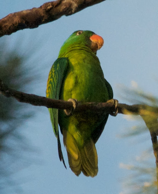 A Wandering Naturalist: Sabah: Parrots on the Beach