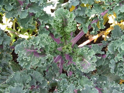 Wonderful Wild Sea Cabbage - The Backyard Larder