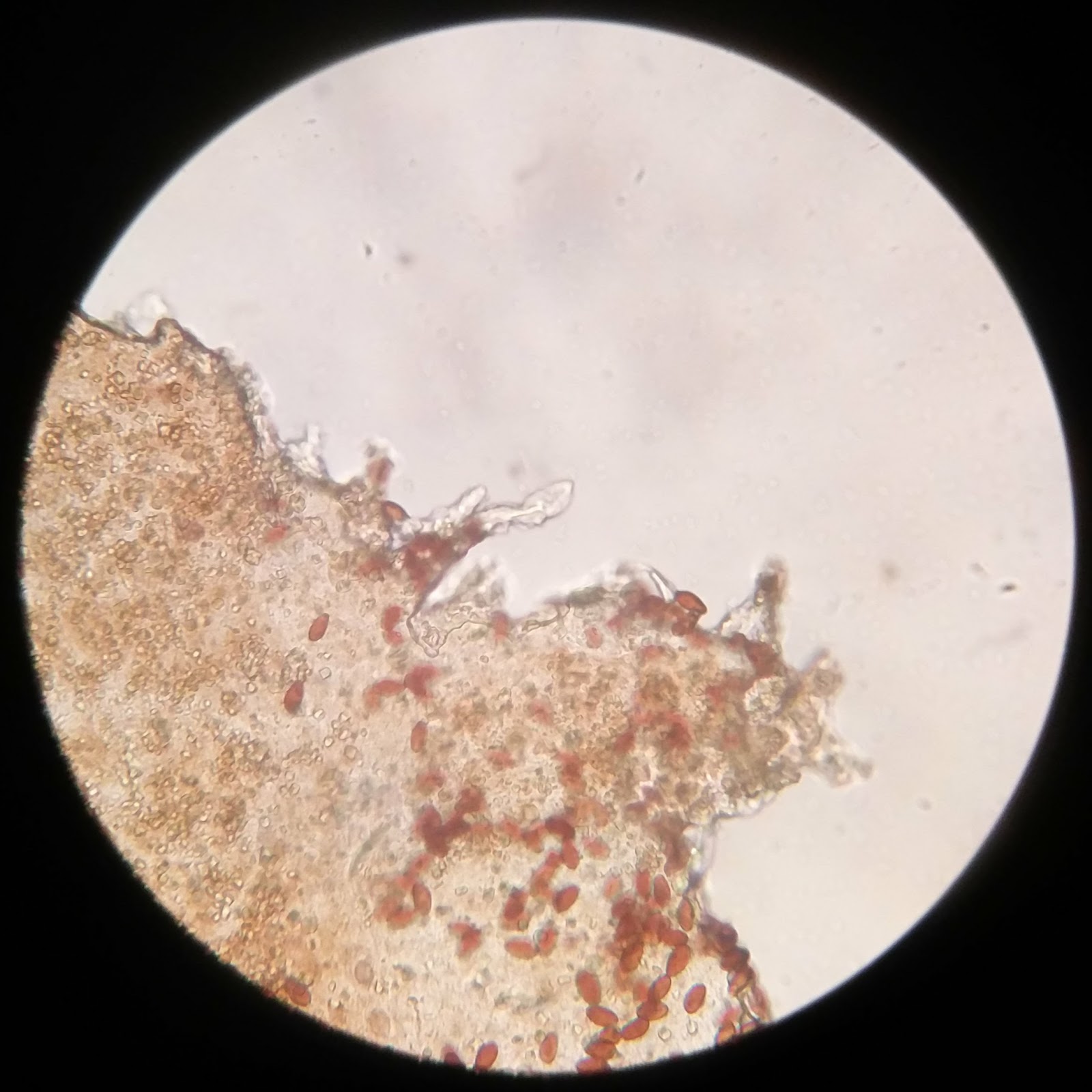 Misidentifying Fungi: June 2017