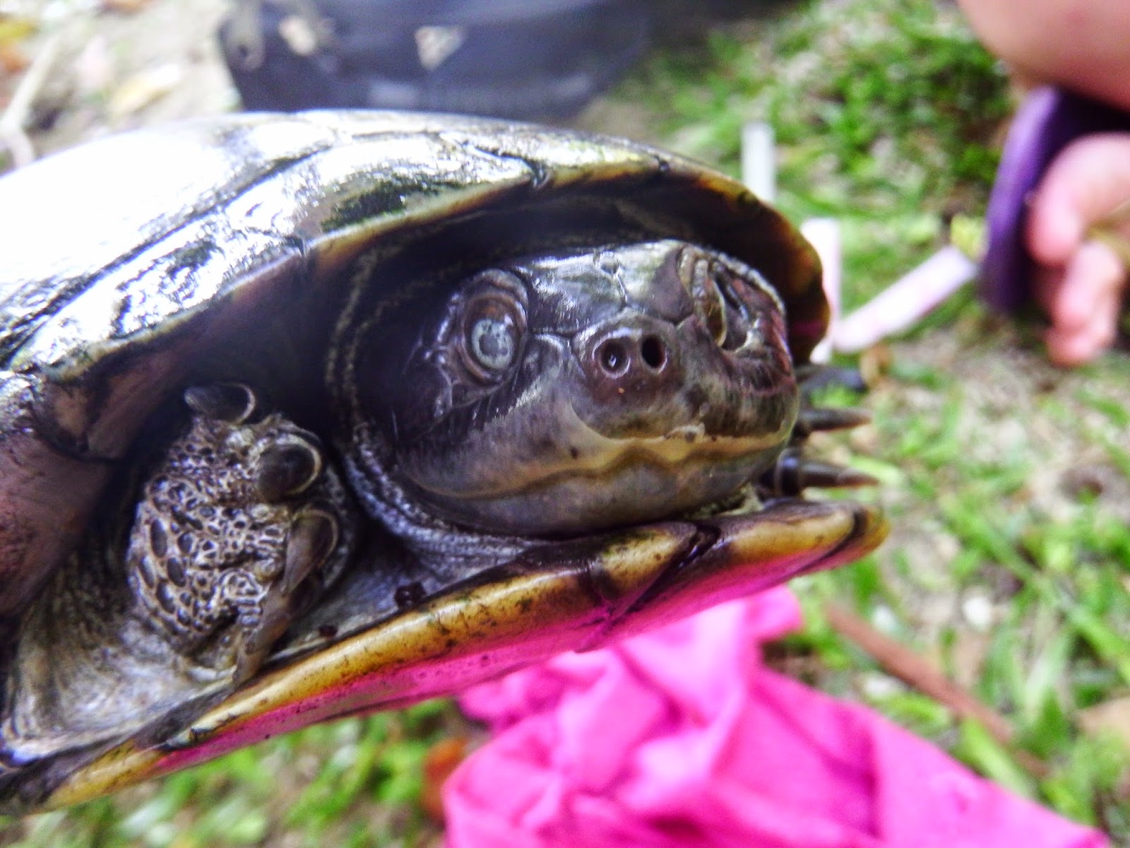 Seychelles Terrapins and Turtles: Special Edition: Terrapin bios and ...