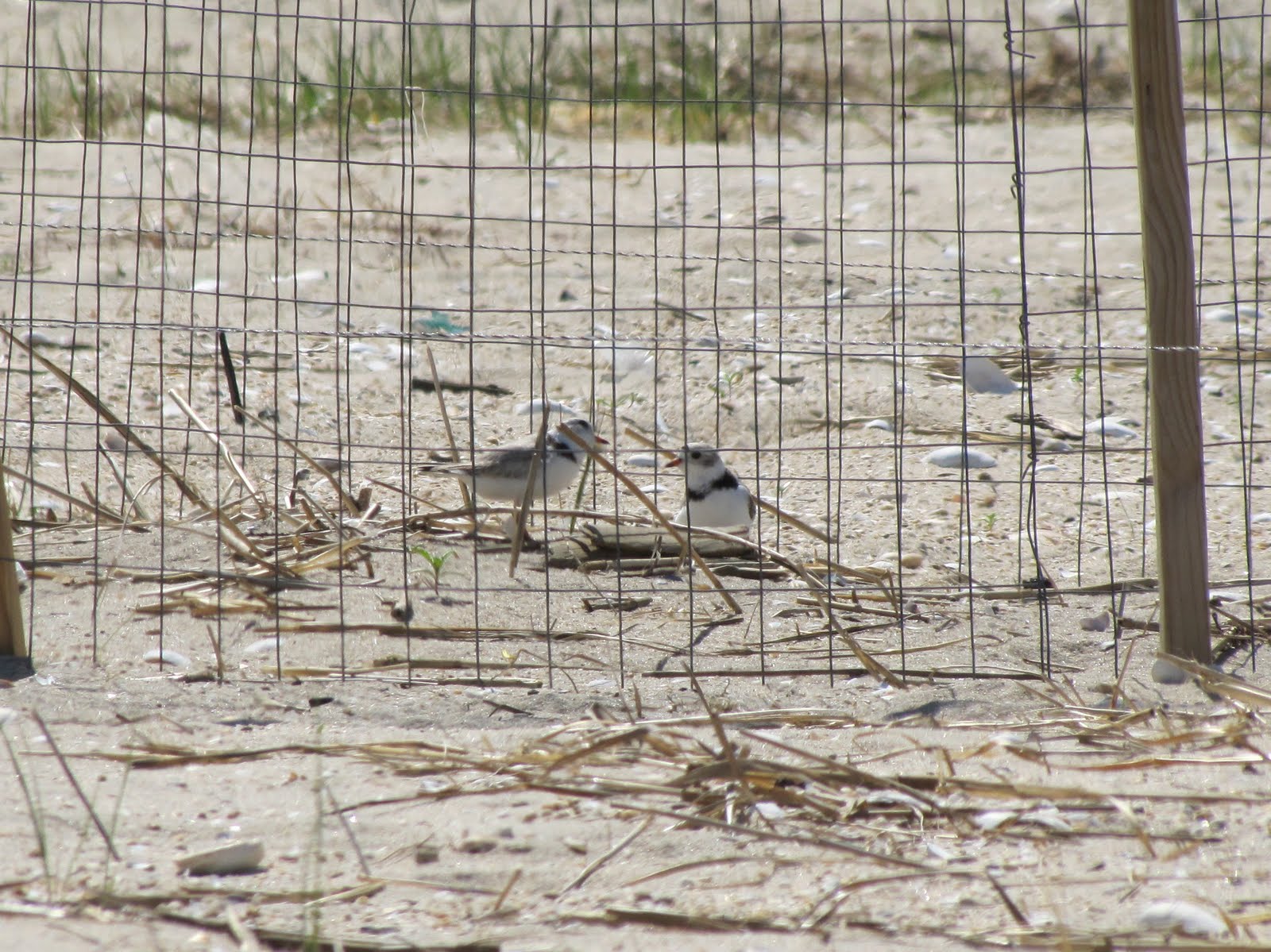 On the road: Piping Plover predation attempt?