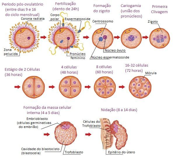Ciências da Natureza e Interdisciplinaridade: Organogênese