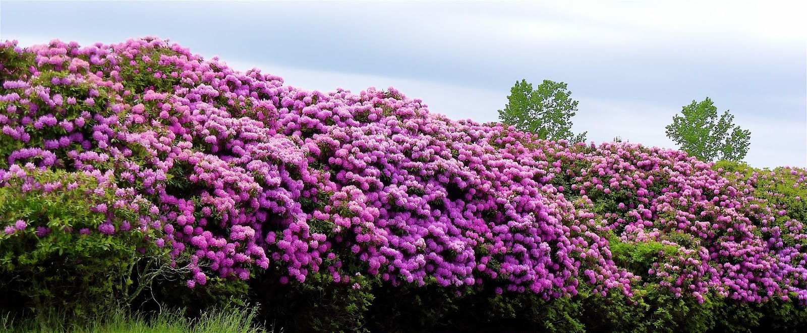 wacky tacky: "Holler" at Your Boy: The Country Roads of West Virginia