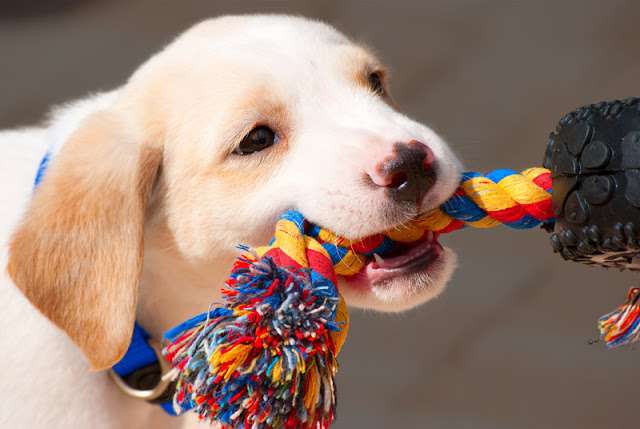 Six Ways To Entertain Your Dog Indoors Dog Training Full Advice Six Ways To Entertain Your Dog Indoors Dog Training Full Advice