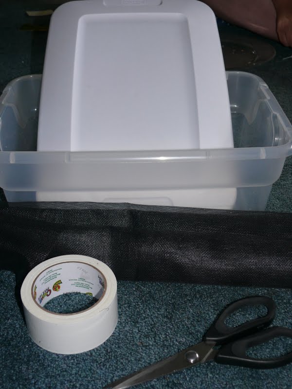 DIY: Butterfly Life Cycle Observation Station