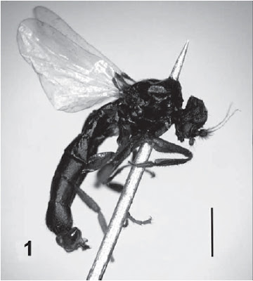 Sciency Thoughts: Two new species of Corpse Fly from Vietnam.