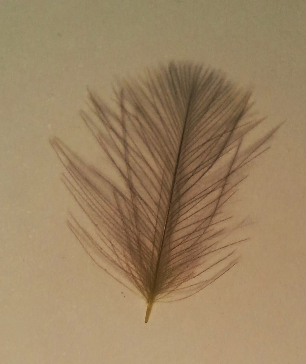 Piscari-Fly : Jig Hook Nymphs with CDC