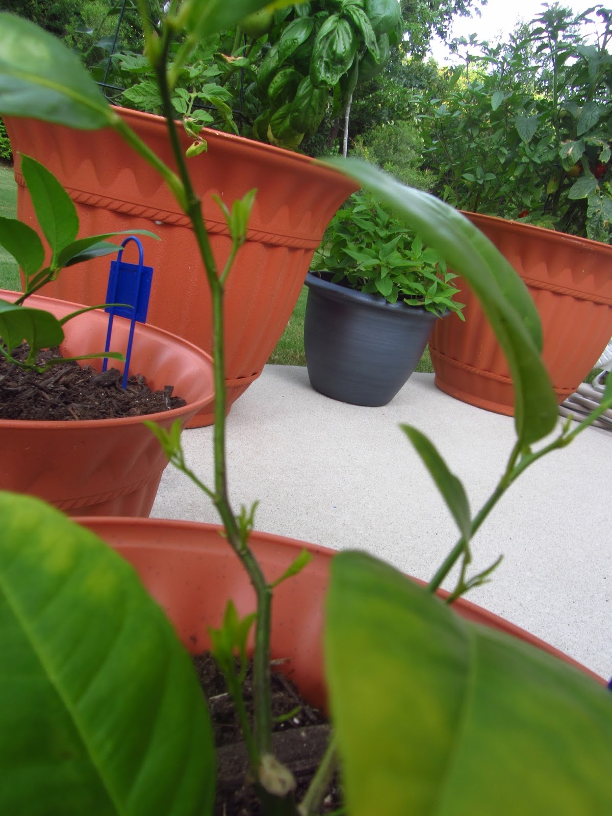 Bobbins of Basil: Saving baby orange tree