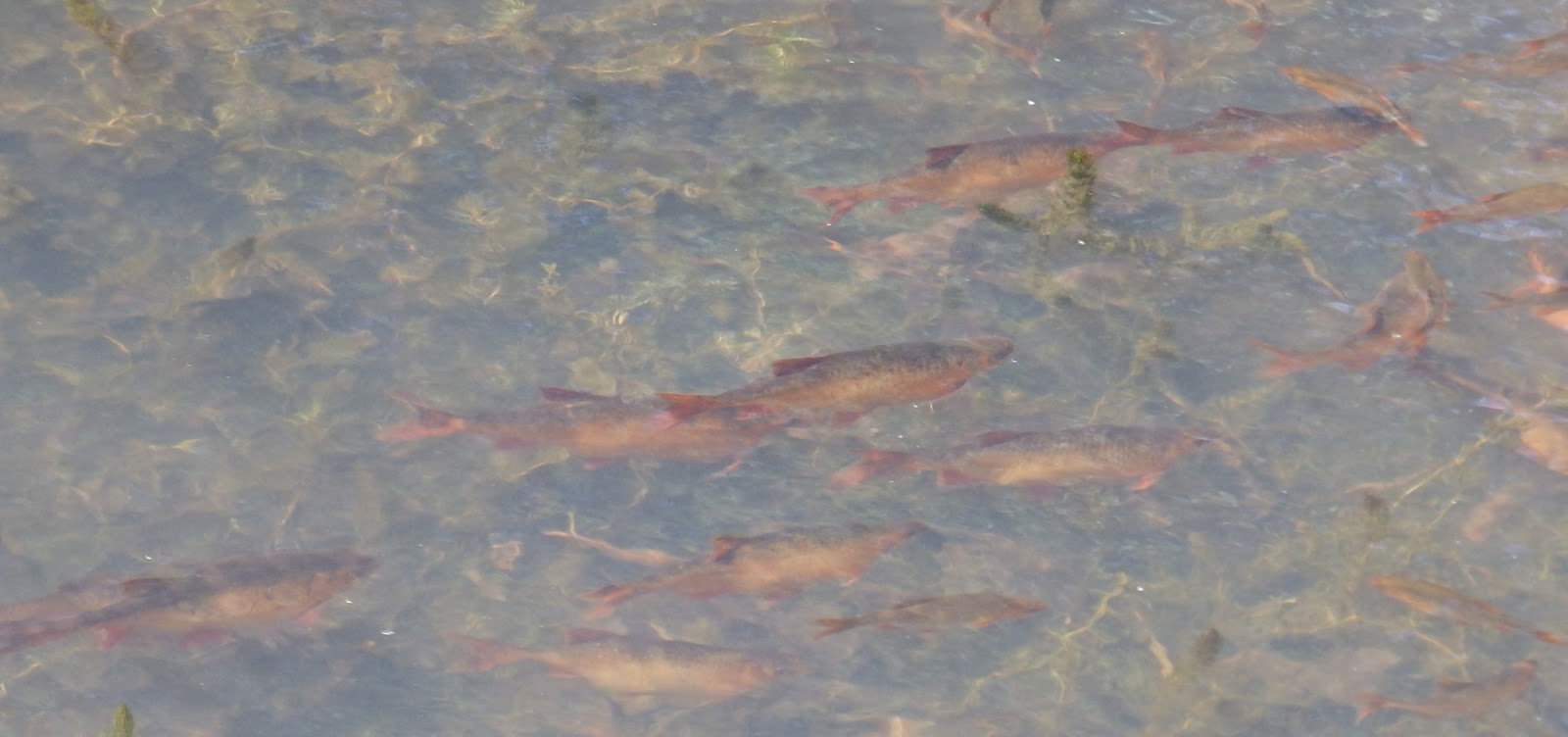 BRITISH WILDLIFE: GOLDEN RUDD IN A SECRET PLACE