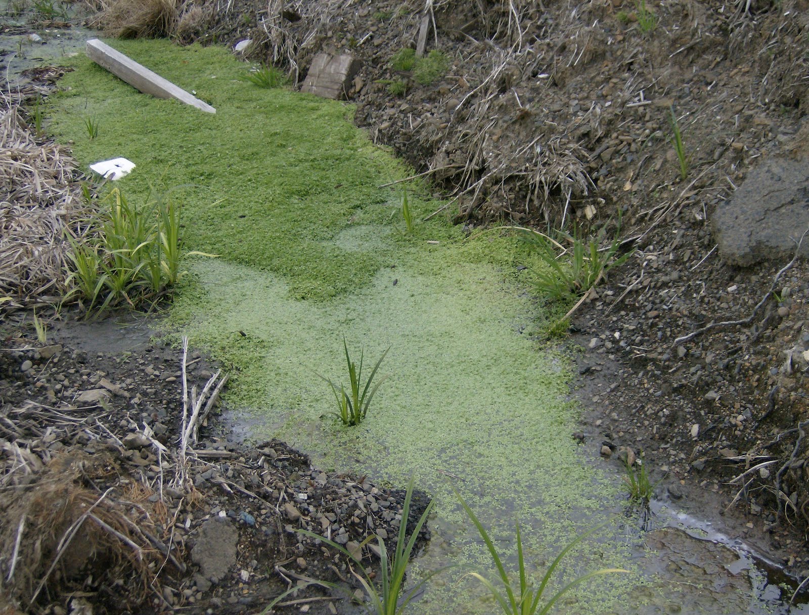 Adventures of Mr. Slug and friends