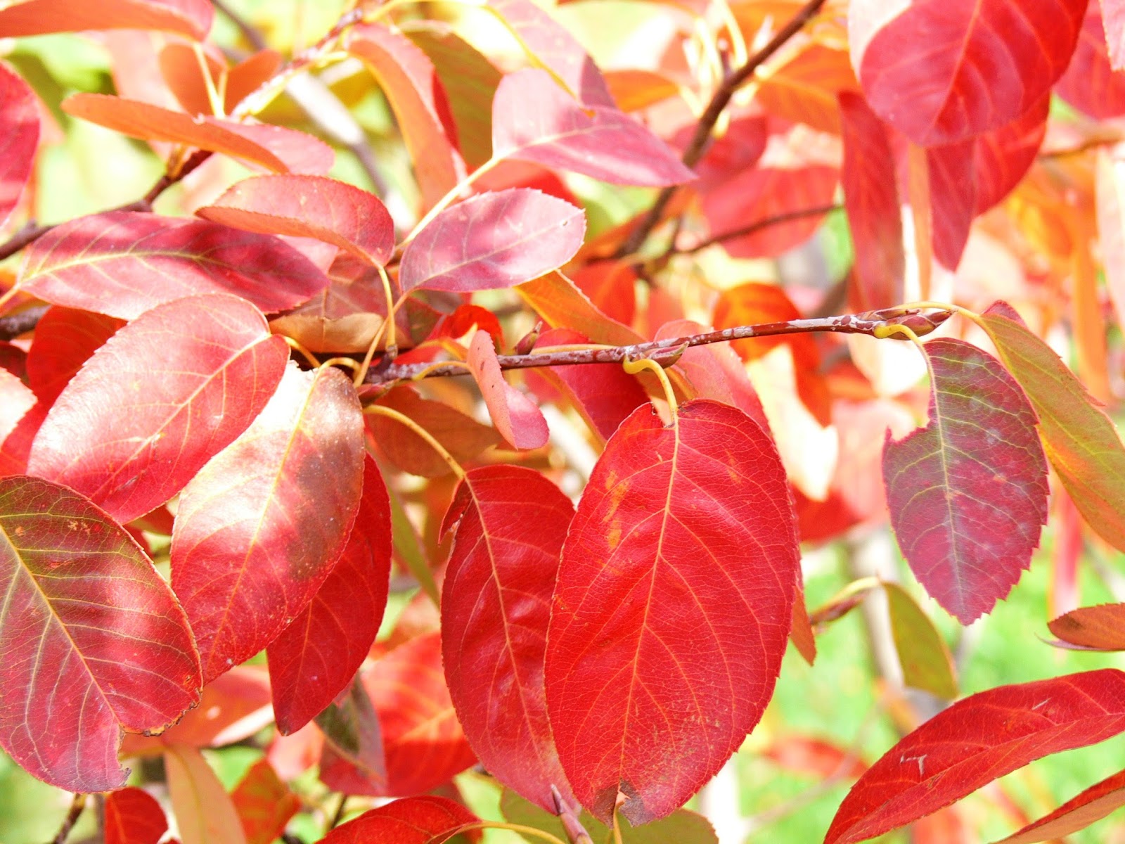 Plantas de Huerta Otea, Salamanca: Bonetero, bonete de cura (Euonymus ...