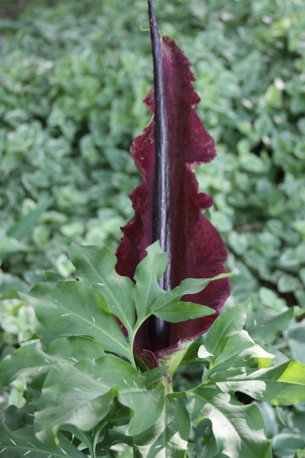 Dragon Arum blooming today!