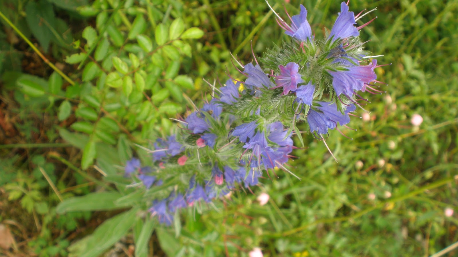 Di fiore in fiore: Viperina azzurra