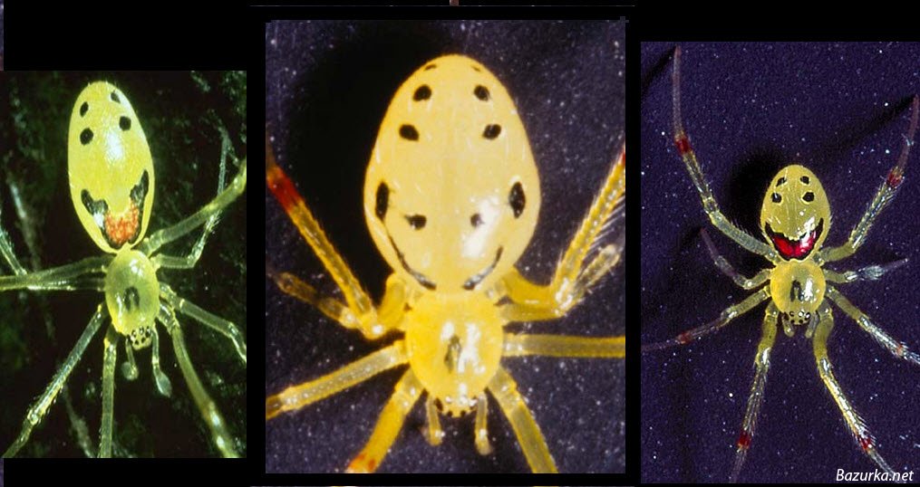 franturi din realitate: Theridion grallator sau " paianjenul zambitor"