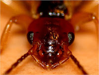 Insects of Scotland: Earwigs/Stick Insects