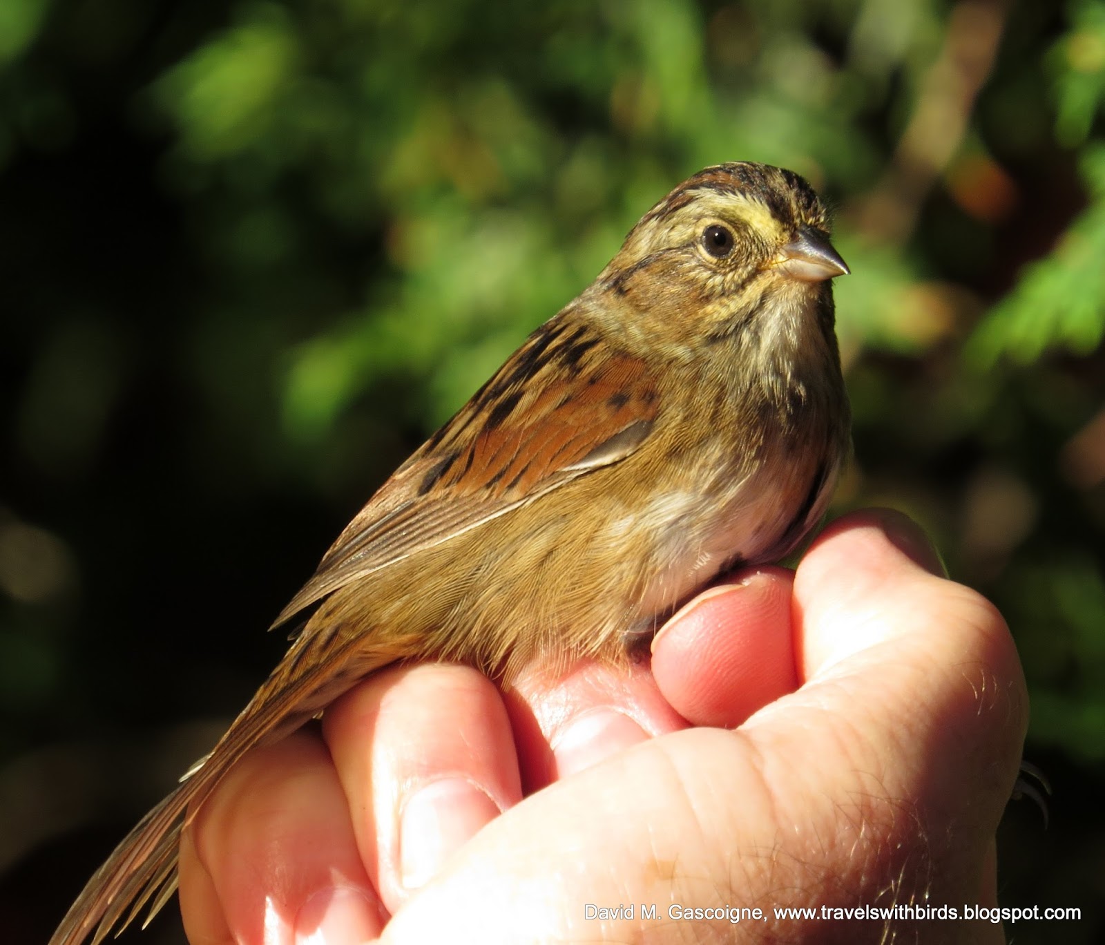 Spider Venom and Bird Banding Episode 4 - Travels With Birds