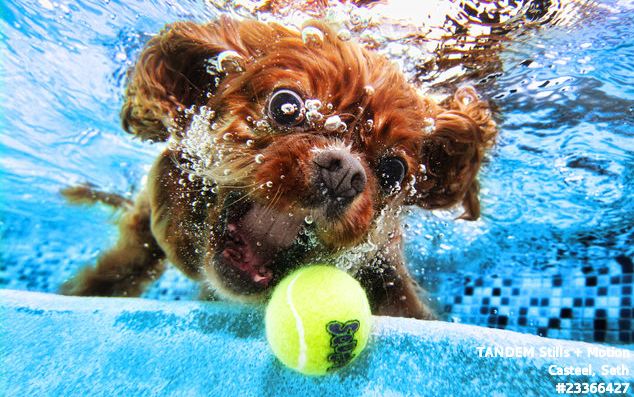 dailypetfwd: Scuba dooby doo: Amazing photos of the dogs who love to ...
