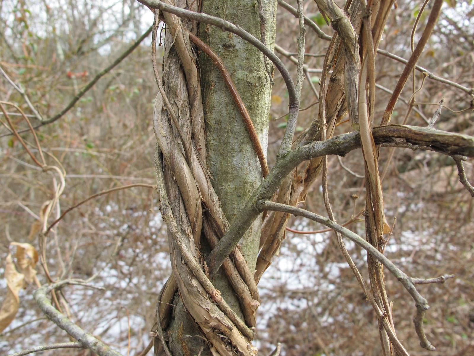 Japanese Honeysuckle Vines