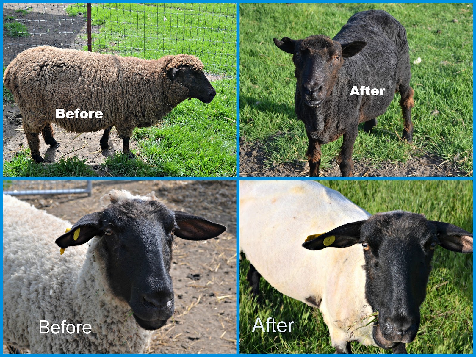 The Derby Farm: Sheep in a Shed Get Sheared!