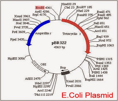 DUNIA BIOSAINS: Plasmid dan Penggunaannya dalam Rekayasa Genetika