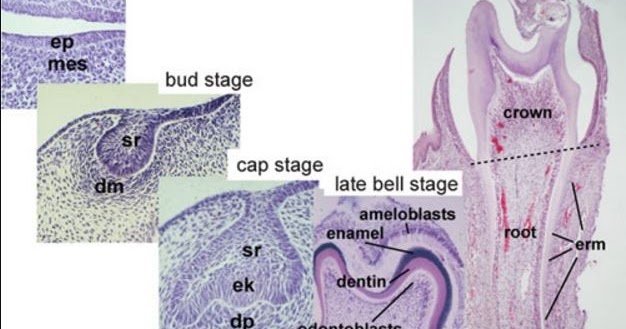Dentosphere : World of Dentistry: MCQs on Oral Histology - Development ...