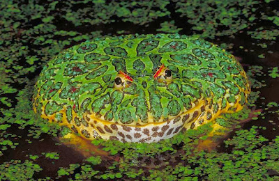 Incredible Things: The ornate horned frog