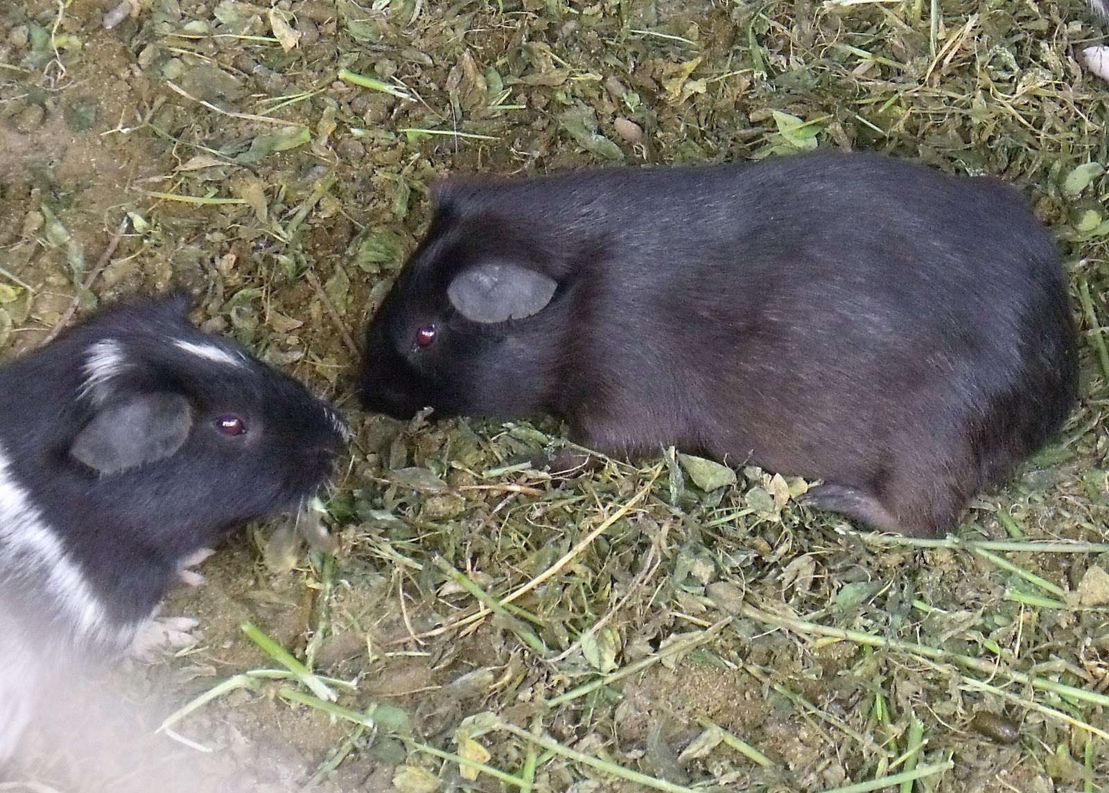 NATURALEZA Y CULTURA: El Cuis Grande