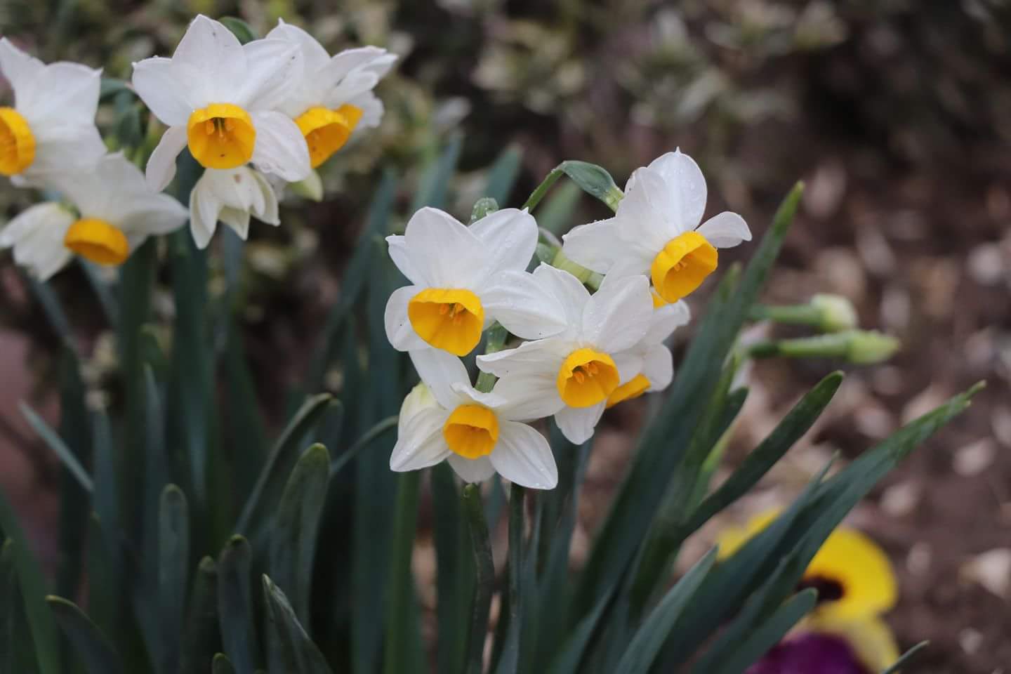 CHINAR SHADE : PROFESSIONS ALSO FIND MENTION IN KASHMIRI FOLK SONGS