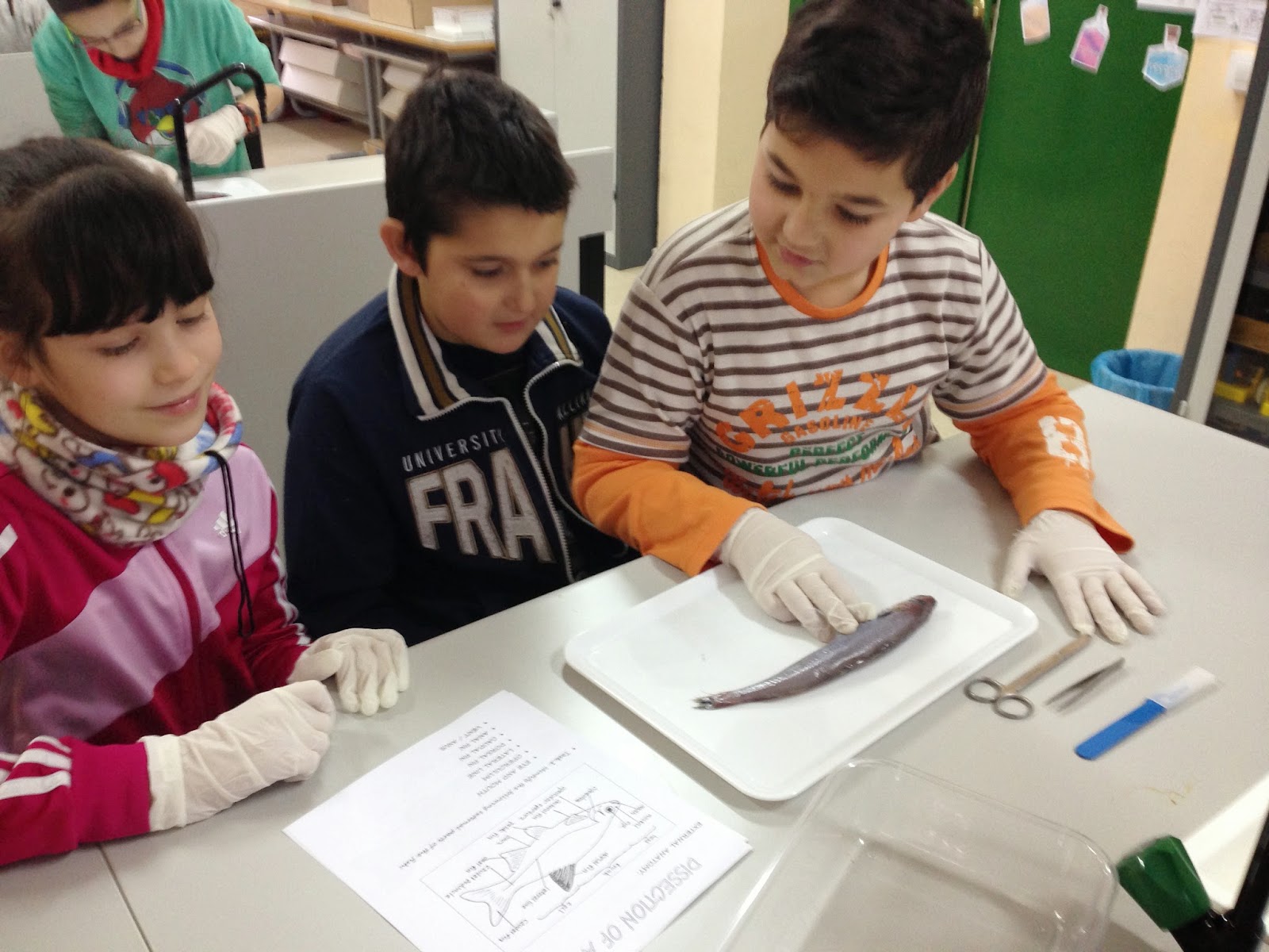 SCIENCE IN THE SCHOOL: DISSECTION OF A FISH