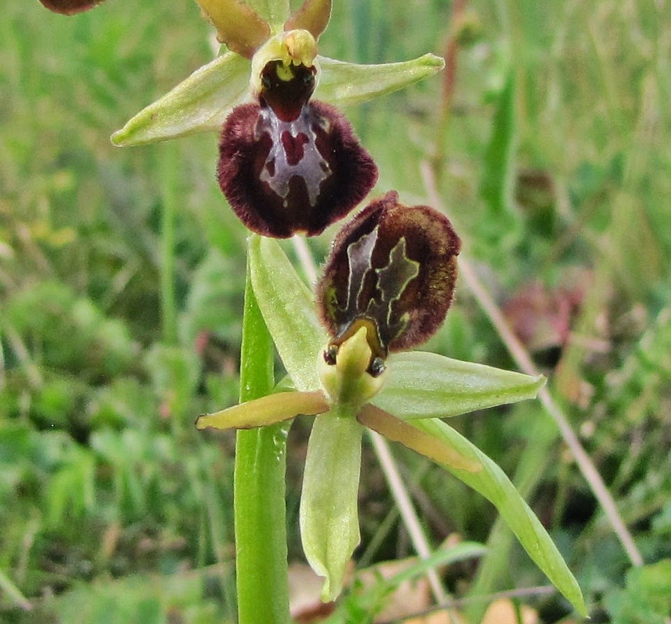 Crljivica: Paukova kokica (kaćun, divlja orhideja)