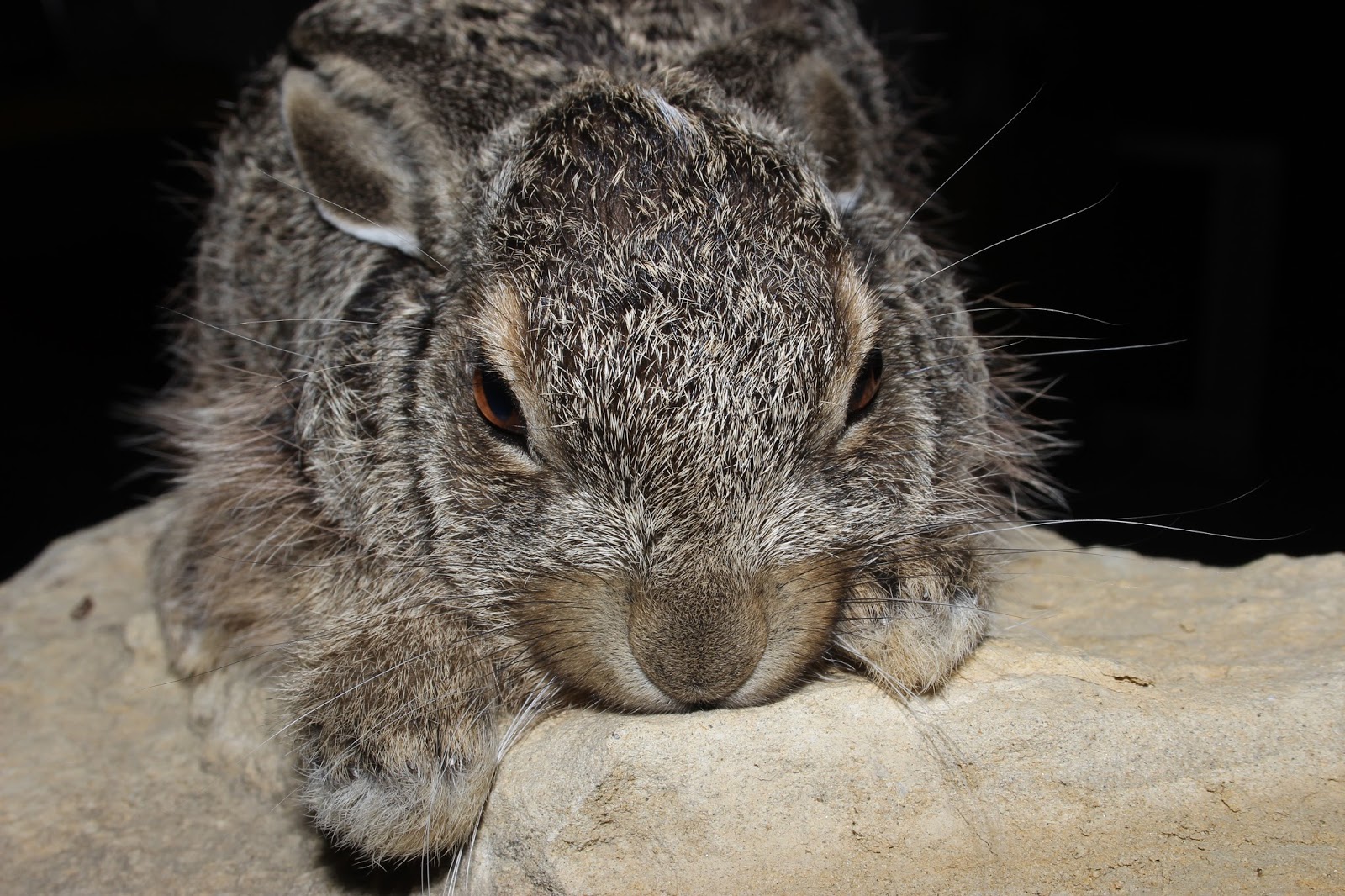 Mammals of Cyprus - Τα θηλαστικά της Κύπρου by George Konstantinou ...