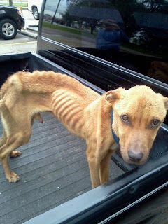 And So it Goes in Shreveport: Joseph the Dog