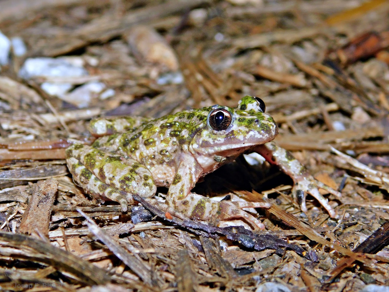 (Paleo-)Herpetología: Pelodytes punctatus - Sapillo moteado septentrional