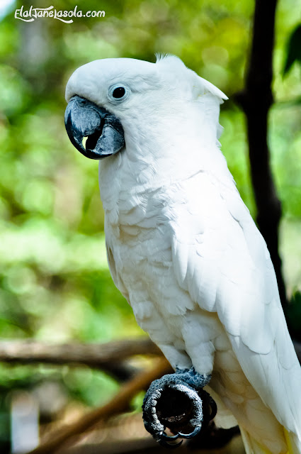 Elal Lasola Travel & Photography: Subic | Zoobic Safari