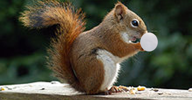 LifeNotes Encouragement: The Rogue Squirrel