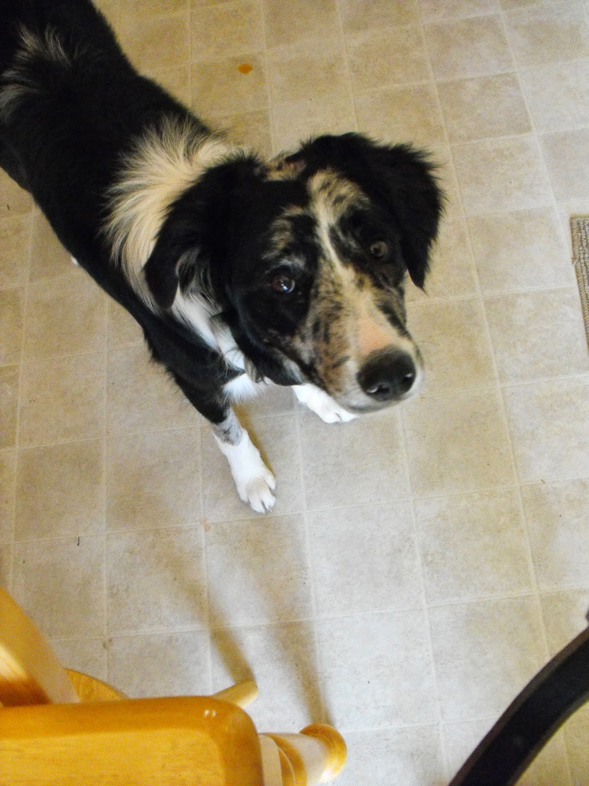 Raising Cinder, a Border Collie Puppy: Spinner Bottle Treat Toy-Cinder ...