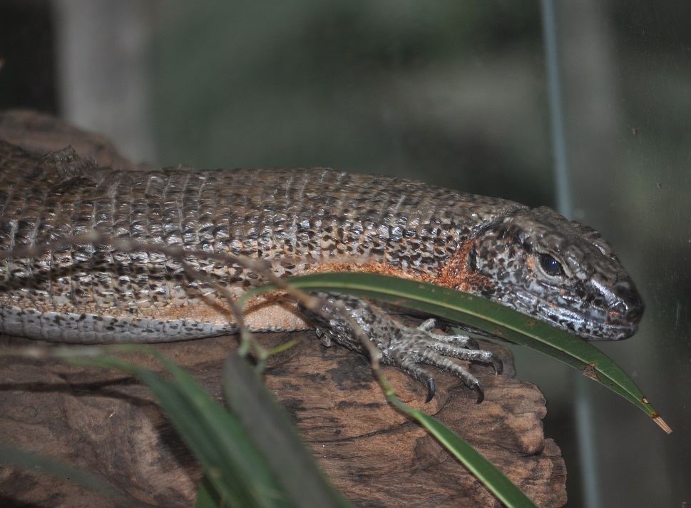 ZOOTOGRAFIANDO (6.096 ANIMALS): ZONOSAURIO GIGANTE / SOUTHEASTERN ...