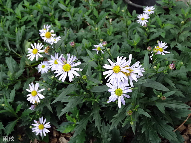 雨玹: 馬蘭(雞兒腸)/Field Aster