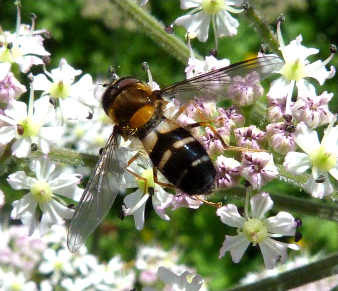 Insects of Scotland: Hoverflies