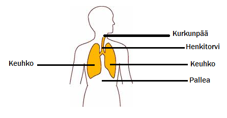 Summer Is Beautiful As Woman: Tekniikka-Hengitys