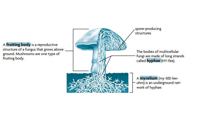 Mrs. Lopez's Biology Class: Chapter 19 Protists & Fungi